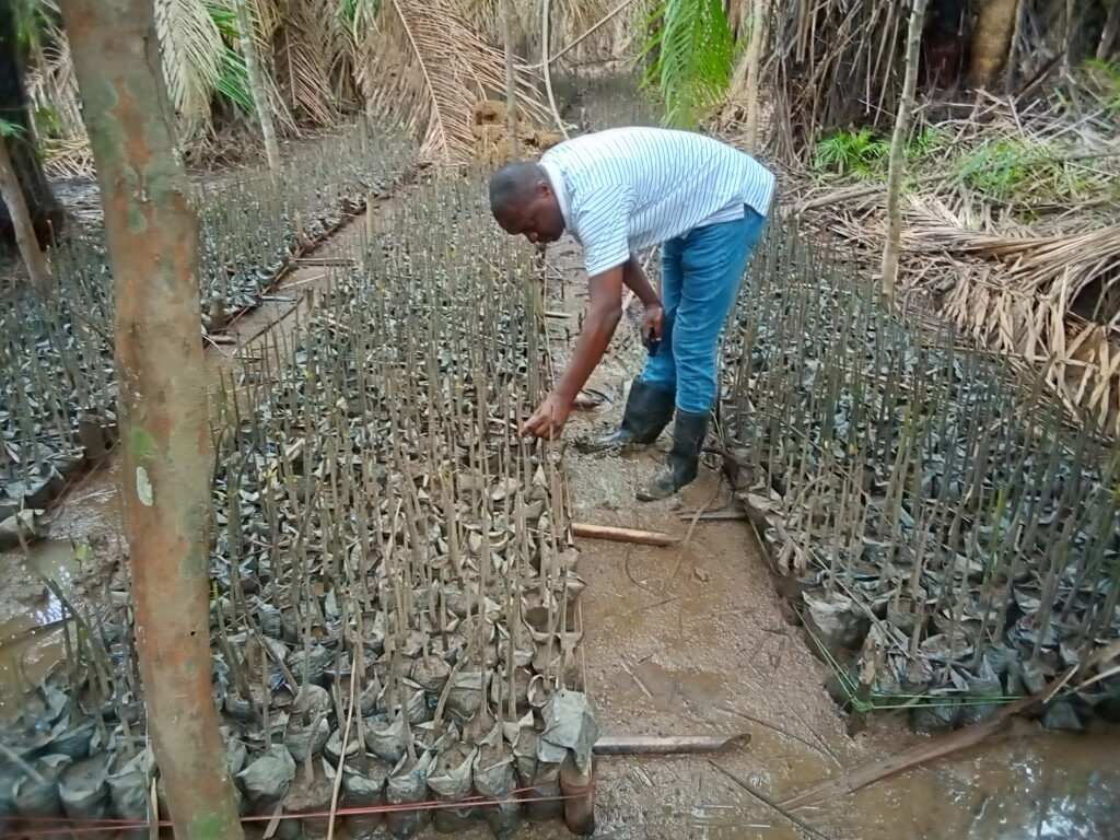 Projet CAMERR | Restauration des écosystèmes de mangrove - Planète Urgence