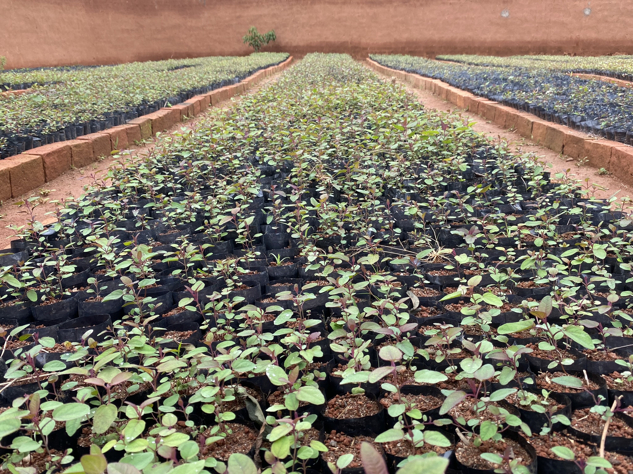 Projet TAPIA | Préservation de la forêt de Tapia, soie sauvage ...