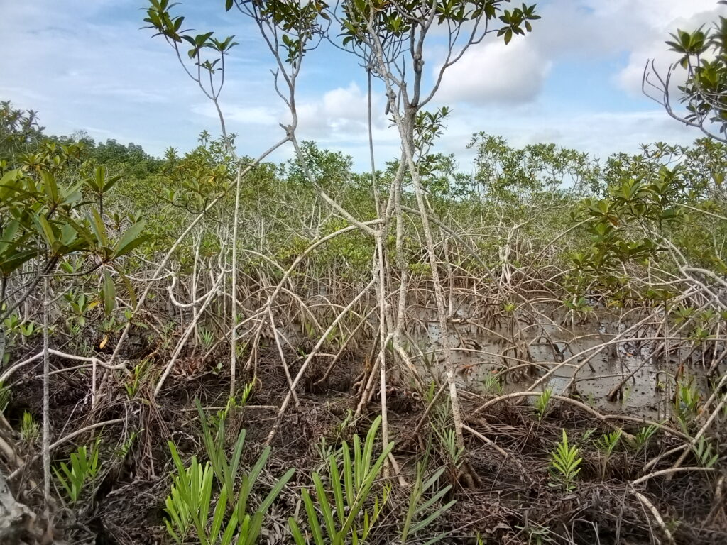 Projet CAMERR | Restauration des écosystèmes de mangrove - Planète Urgence