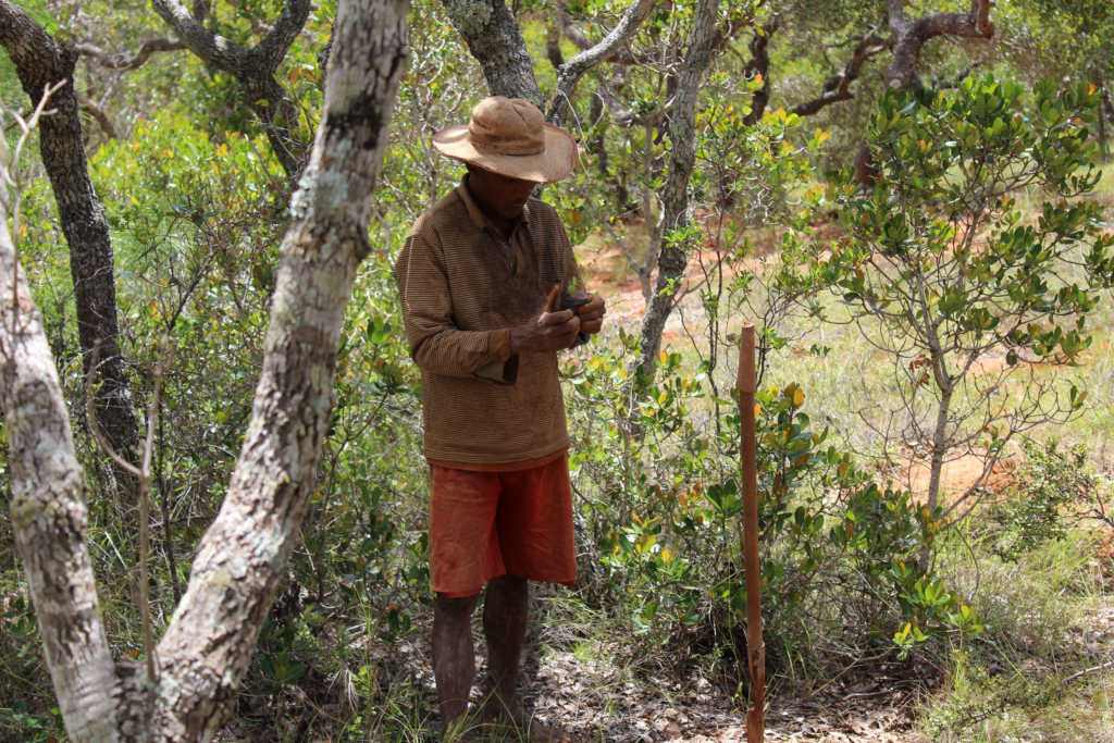 Projet TAPIA | Préservation de la forêt de Tapia, soie sauvage ...