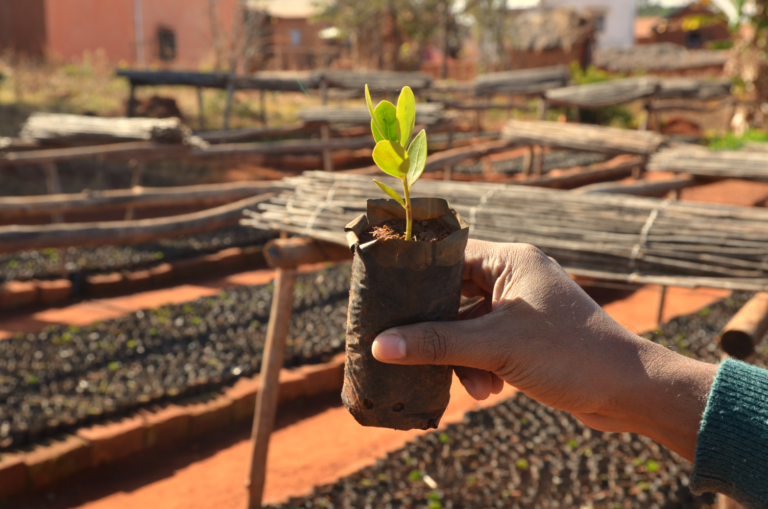 Projet TAPIA | Préservation de la forêt de Tapia, soie sauvage ...