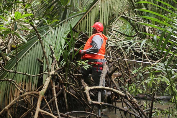 Projet CAMERR | Restauration des écosystèmes de mangrove - Planète Urgence