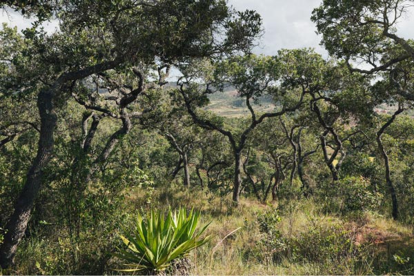 Projet TAPIA | Préservation de la forêt de Tapia, soie sauvage ...