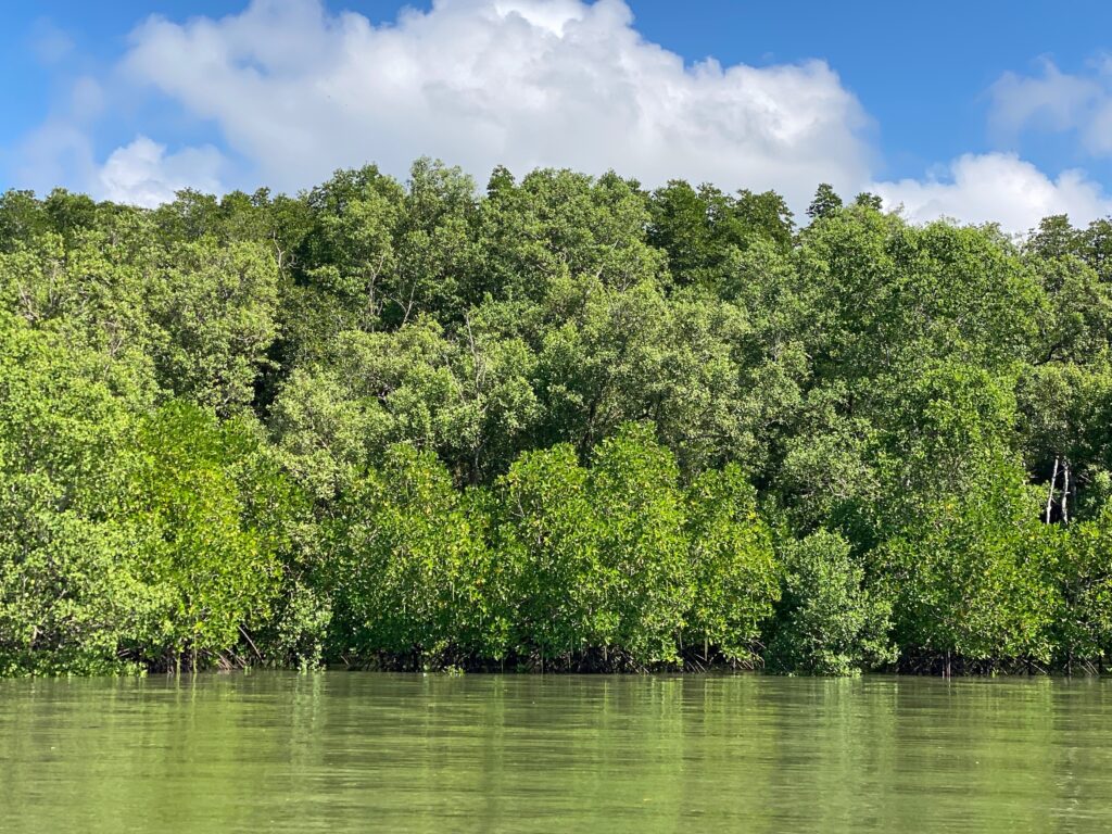 Préserver les forêts et la biodiversité en danger - Planète Urgence