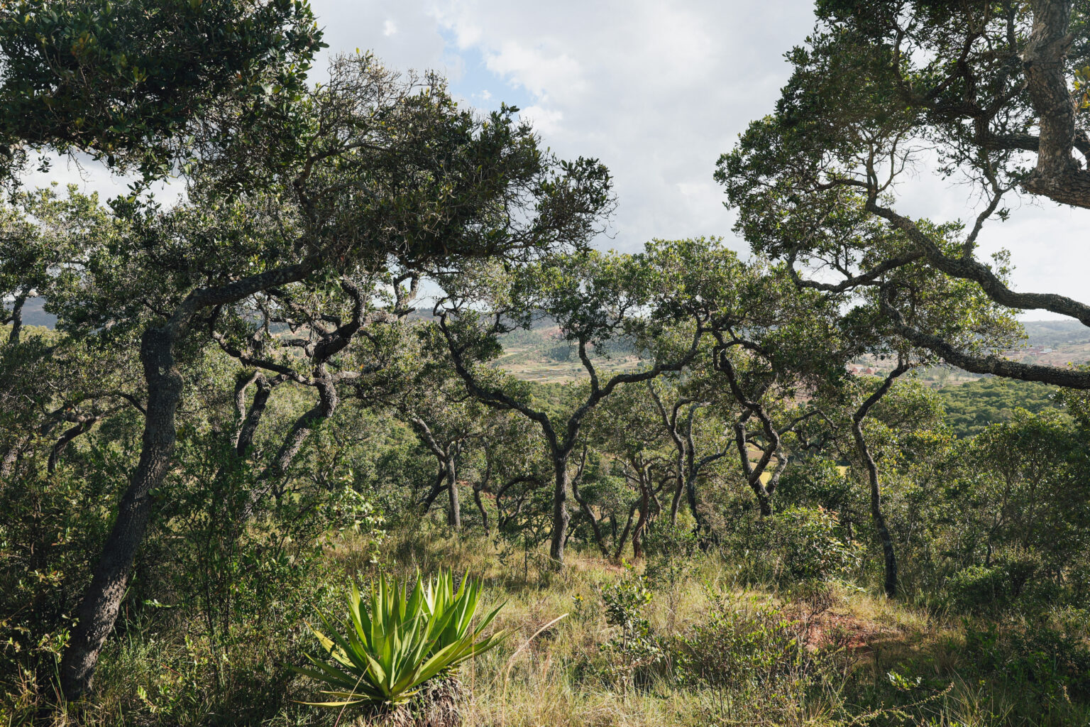 Les communautés locales : les protecteurs de la forêt de Tapia ...