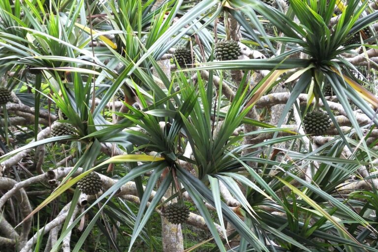 Le Pandanus candelabrum, une espèce à caractère invasive au Cameroun ...